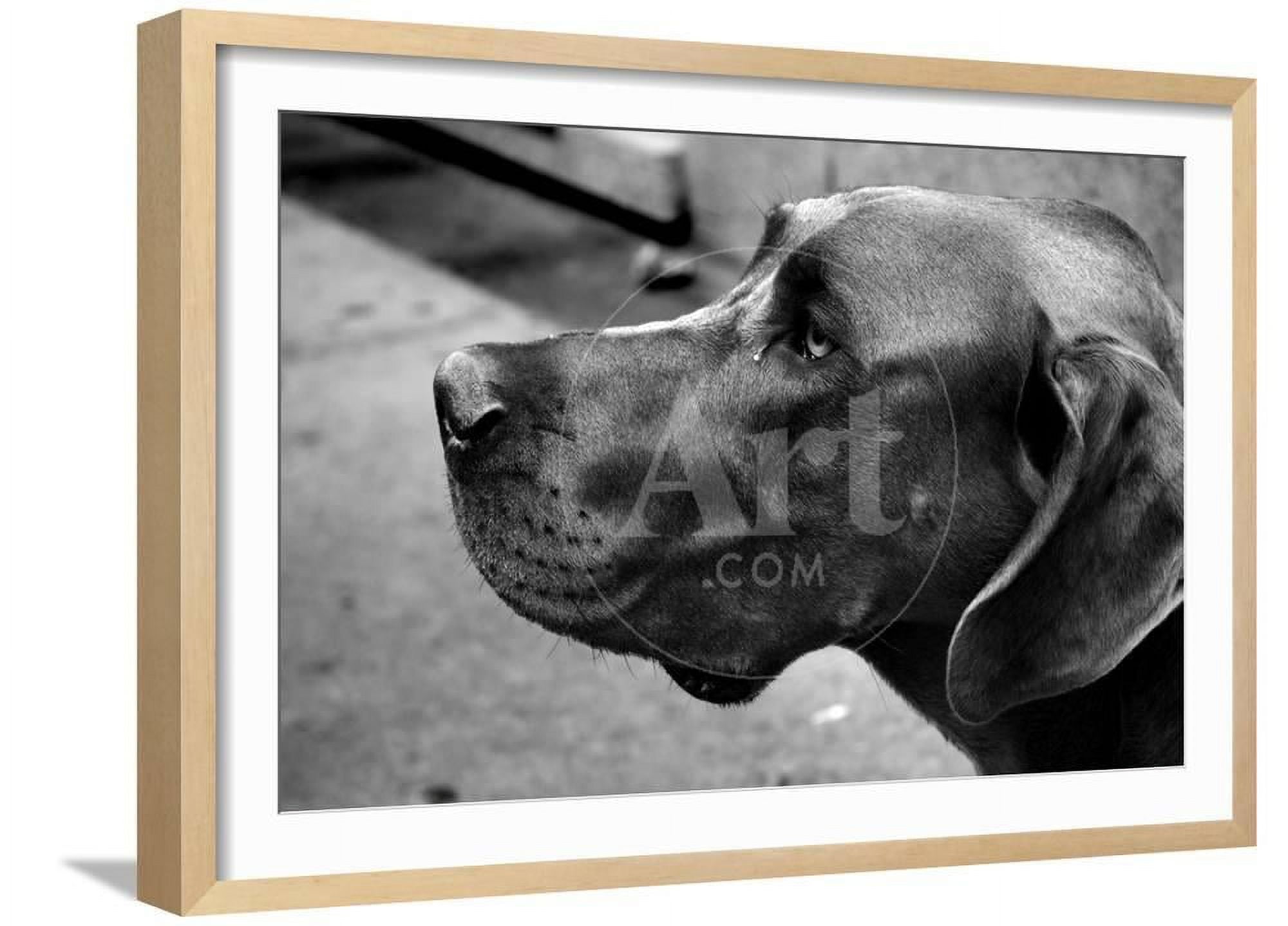 Great Dane, Animals Framed Art Print Wall Art Sold by Art.Com - Walmart.com