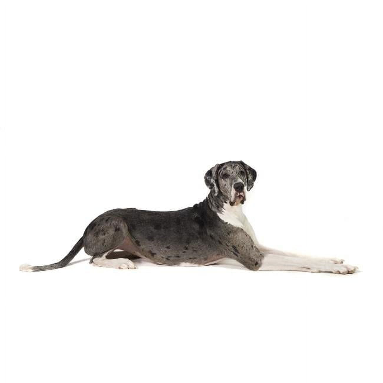 Great Dane Dog Poster Print - 18 x 12 - Walmart.com