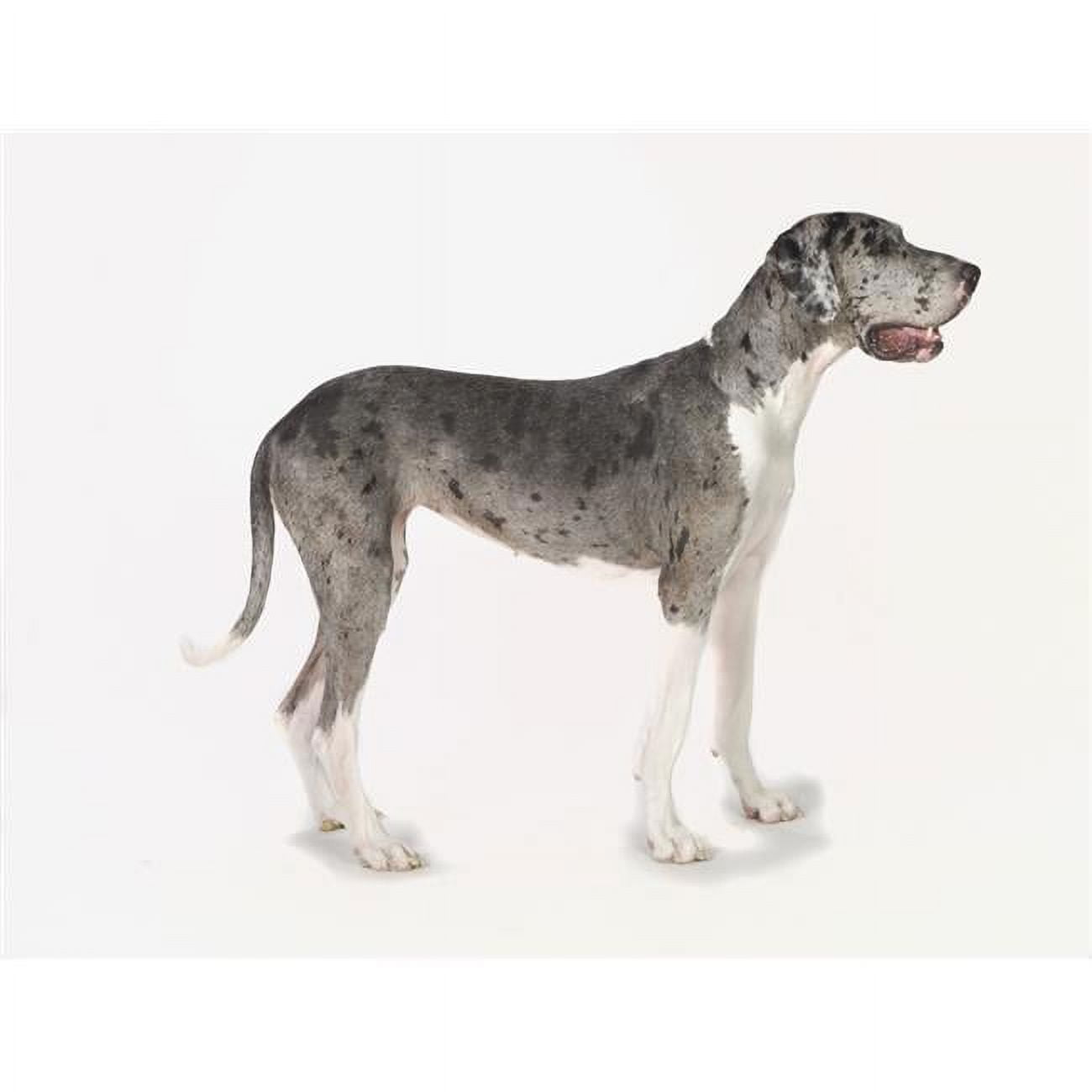 Great Dane Dog Poster Print 34 x 26 - Walmart.com