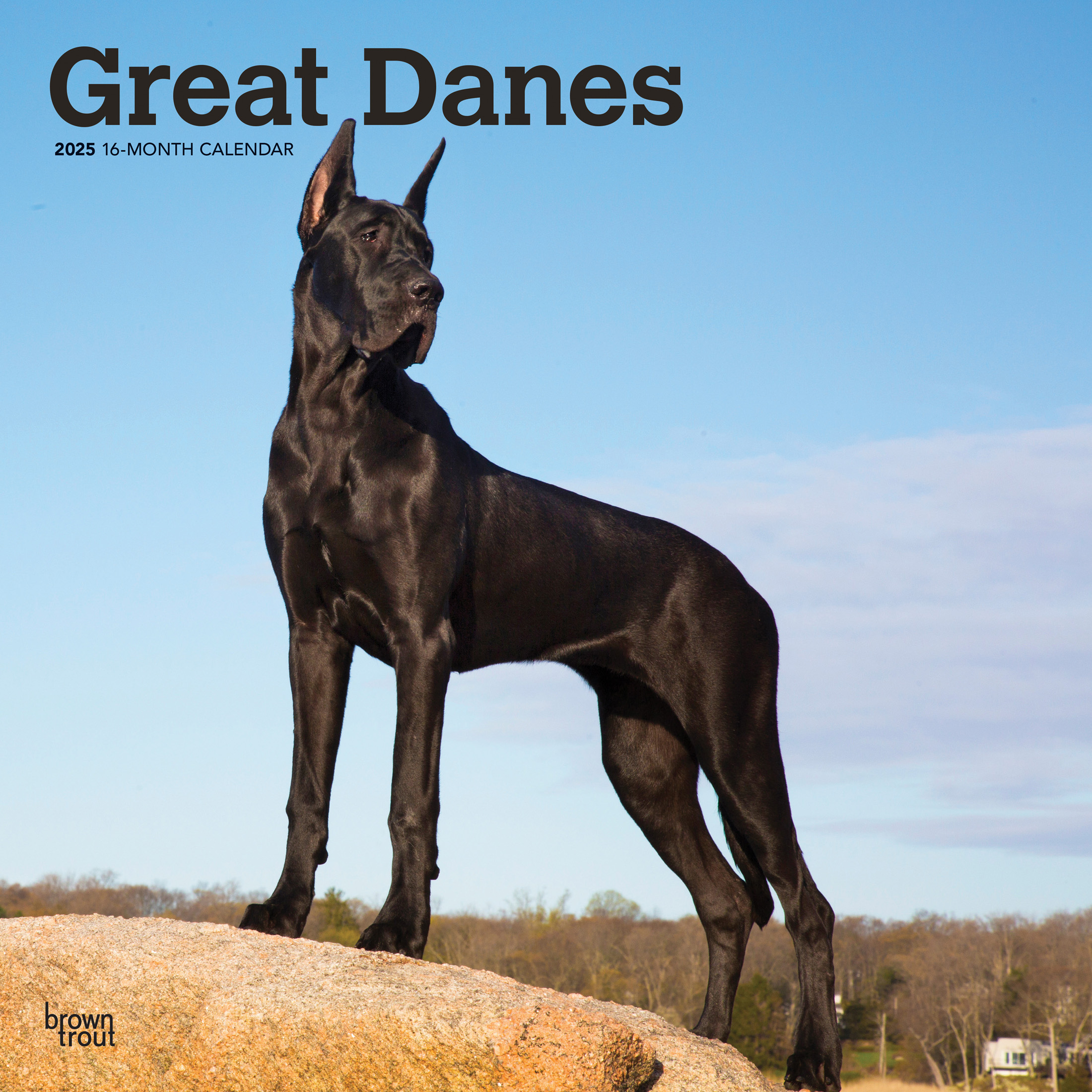 Great Danes | 2025 12x24" (Hanging) Square Wall Calendar | BrownTrout ...