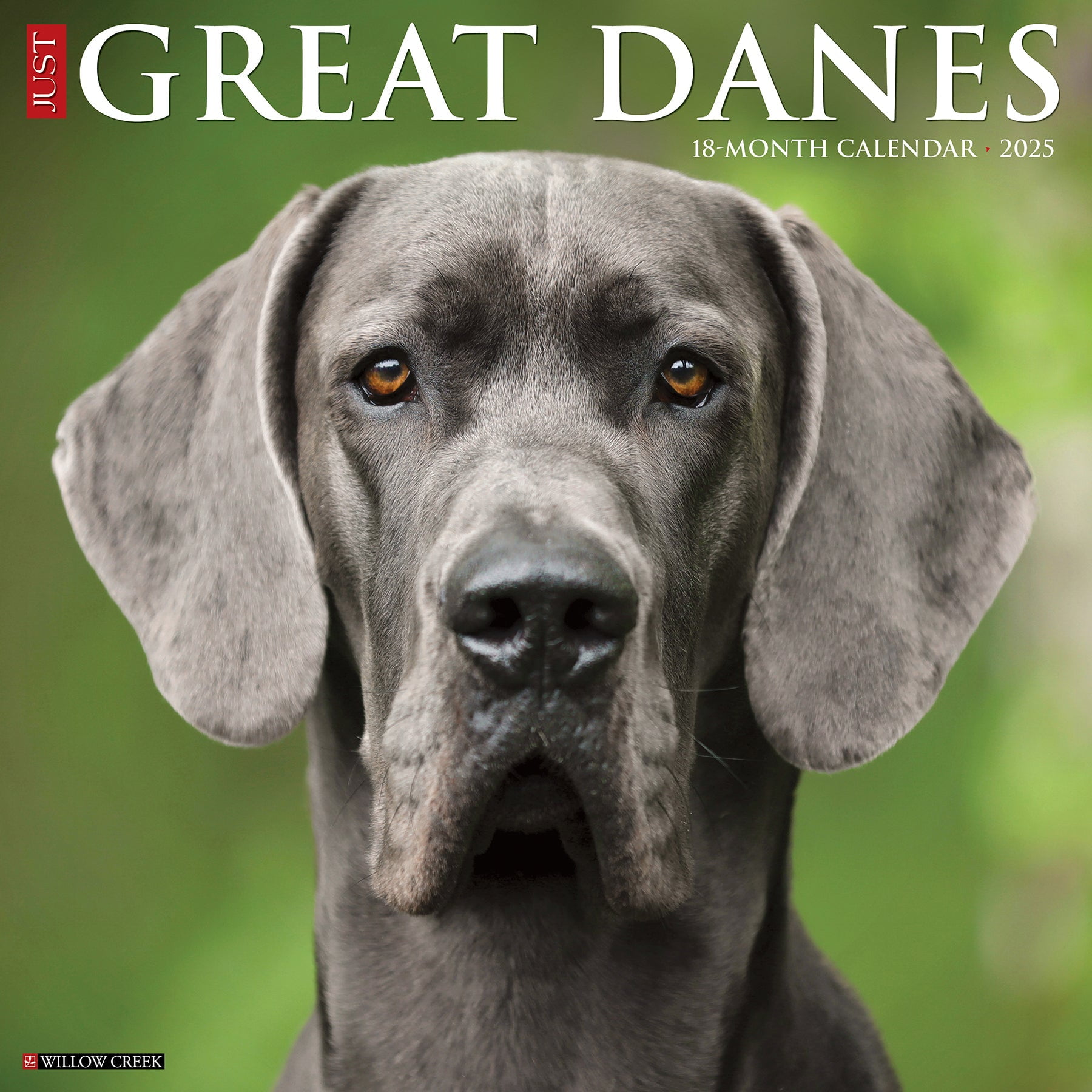 Great Danes 2025 Wall Calendar - Walmart.com