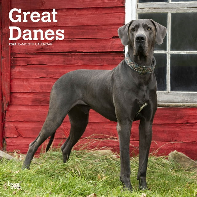 Great Danes International Edition | 2024 12x24 Great Danes International Edition | 2024 12x24