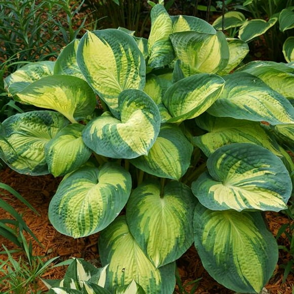 Hosta Plants in Perennials - Walmart.com