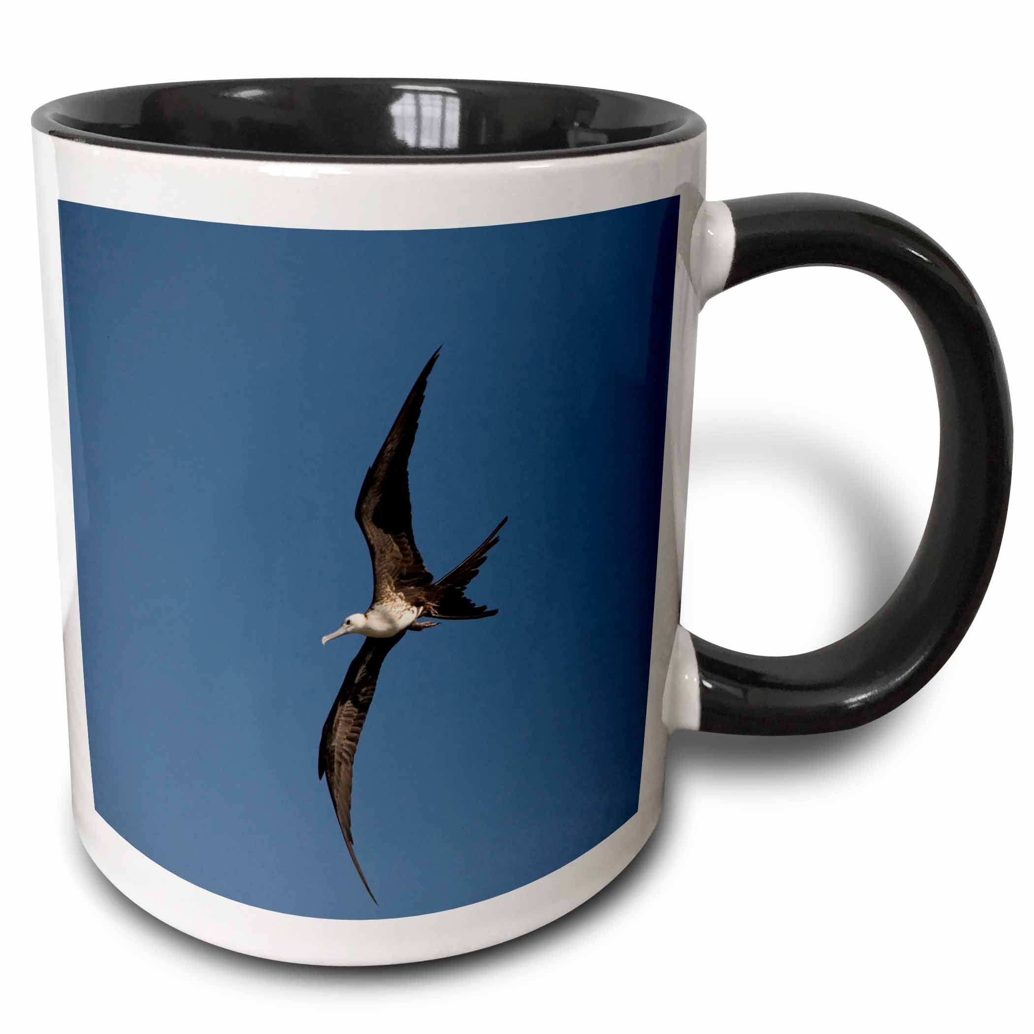 3drose, Great Frigate Bird, Placencia, Belize - Sa02 Jme0201 - John and ...