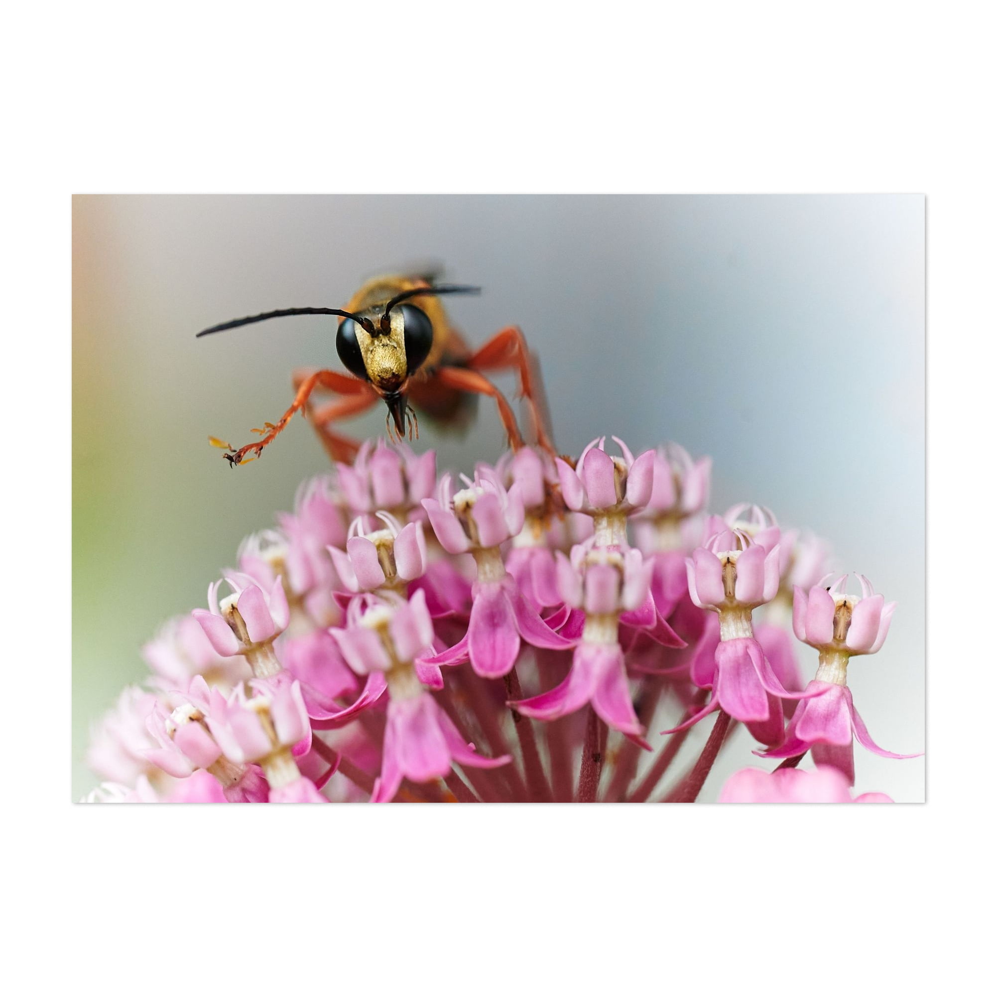 Great Golden Digger Wasp - Photography Insect Floral Nature Wildlife ...