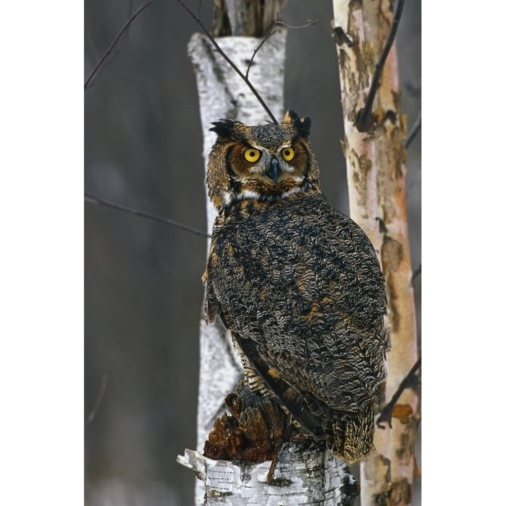 Great Horned Owl Perched Captive by Tom Soucek / Design Pics - Walmart.com