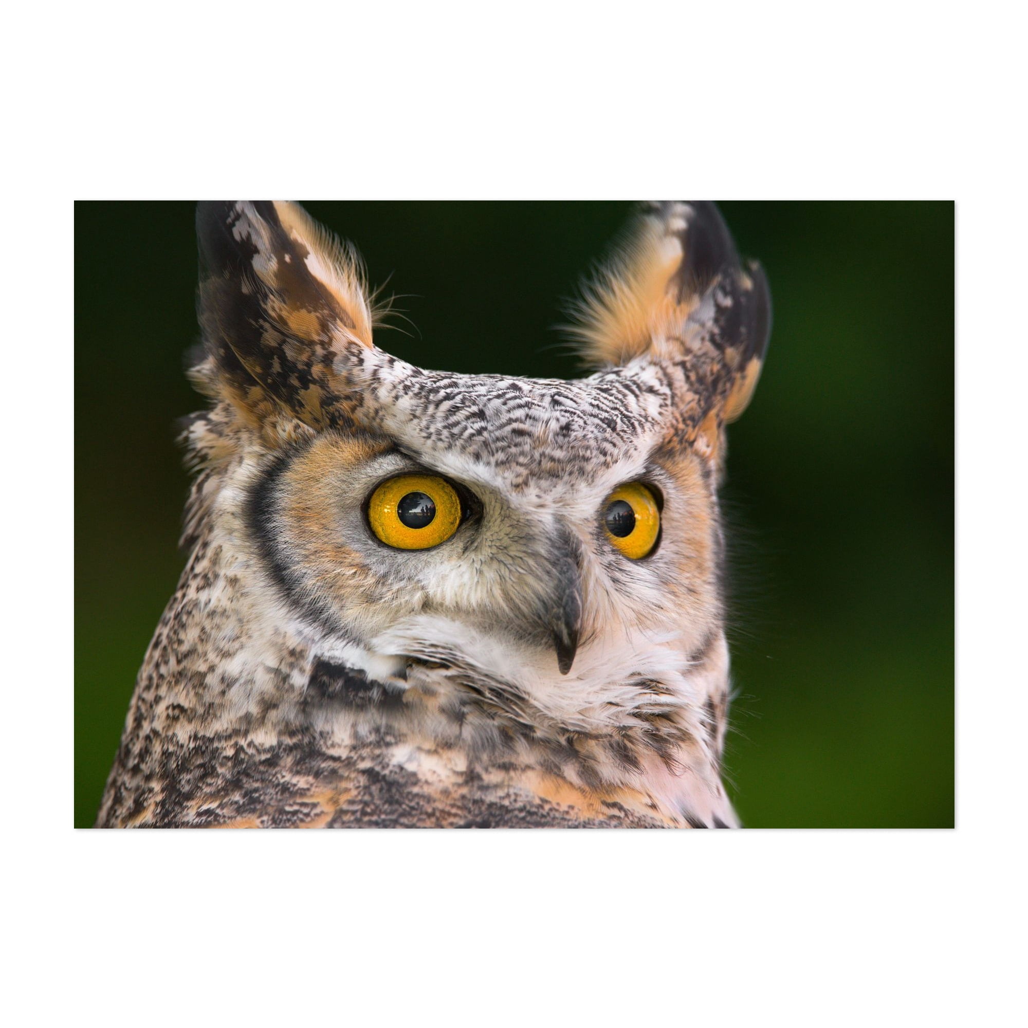 Great Horned Owl - Photography Wildlife Bird Animal Nature Woodland ...