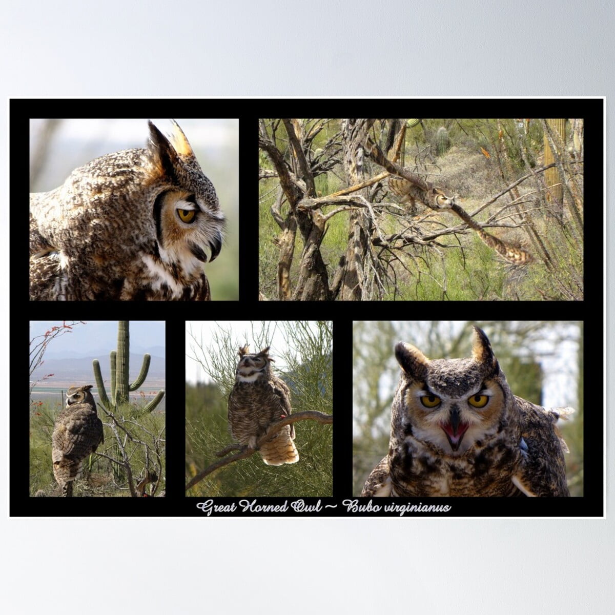 Great Horned Owl ~ Raptor Series Poster Wall Art, Modern Wall Decor For ...