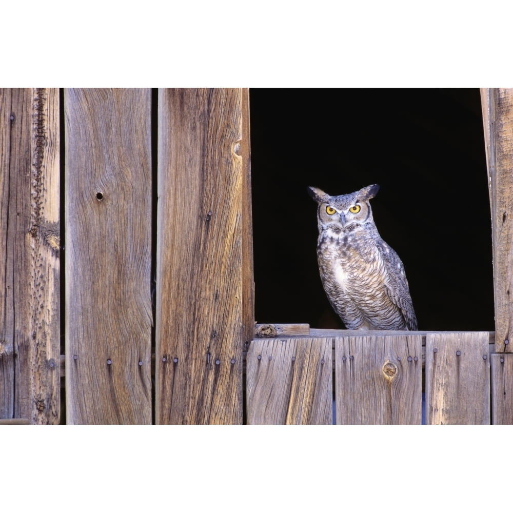 Great Horned Owl in barn window Poster Print - Walmart.com