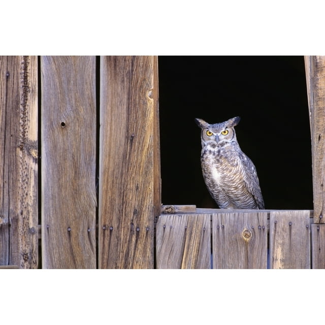Great Horned Owl in barn window Poster Print - Walmart.com