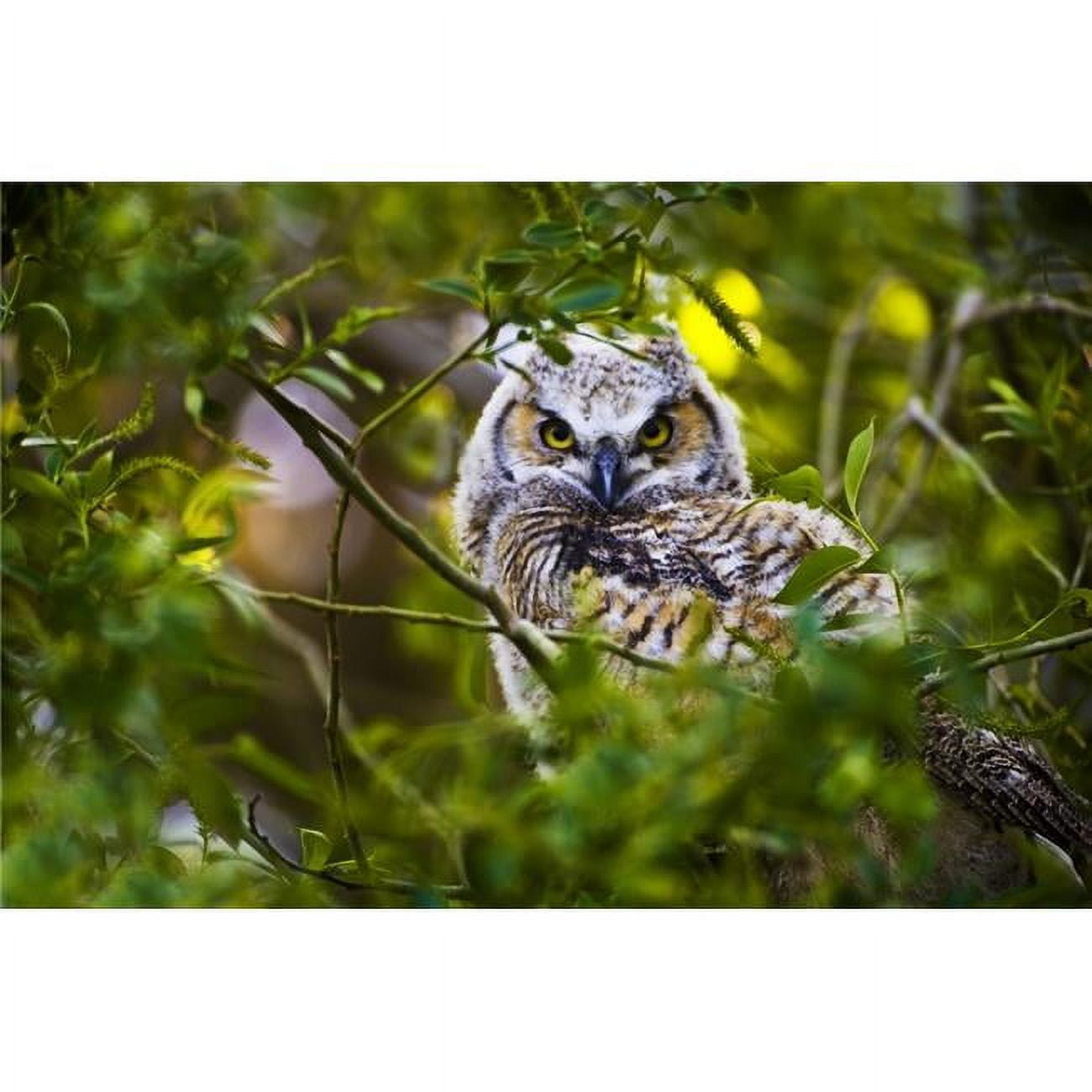 Great Horned Owlet Poster Print, 18 x 12 - Walmart.com