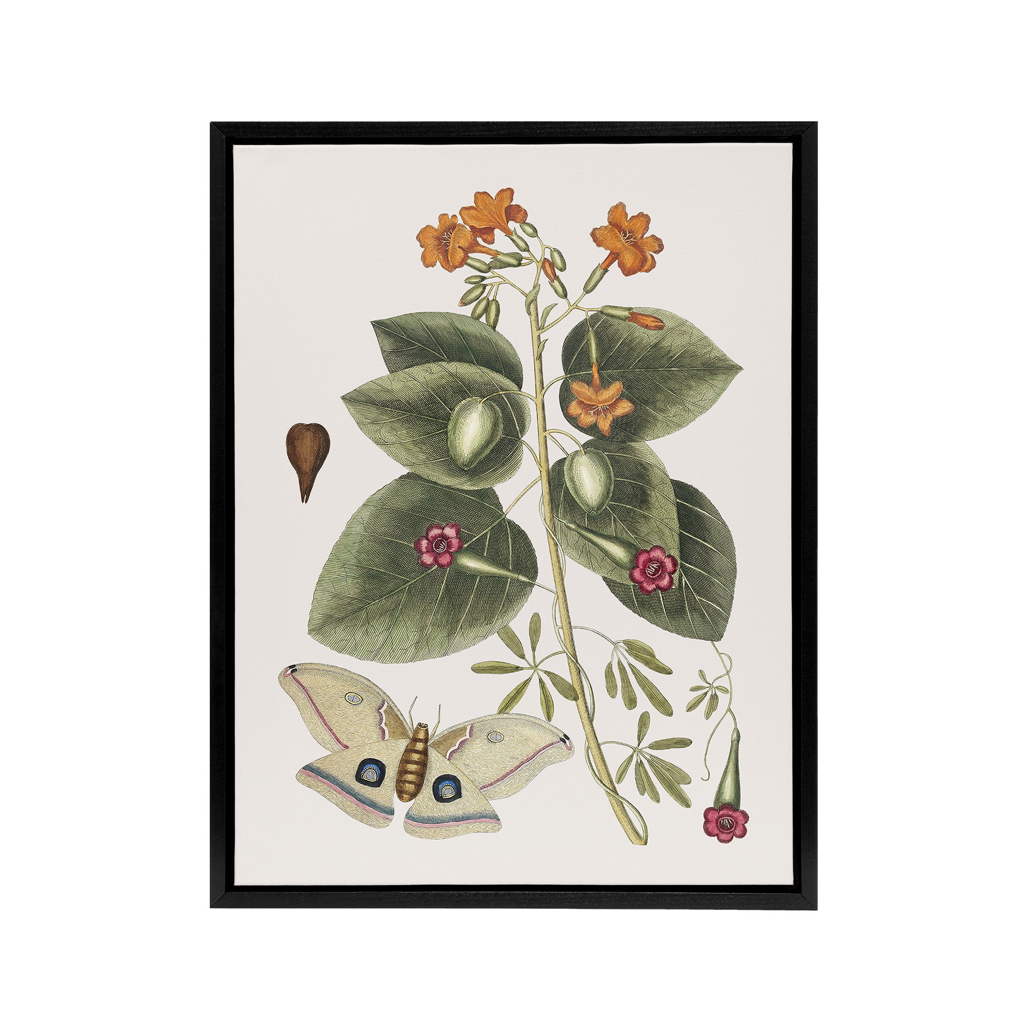 Great Moth Tievine and Geiger Tree Flowers Catesby Framed Canvas Wall ...