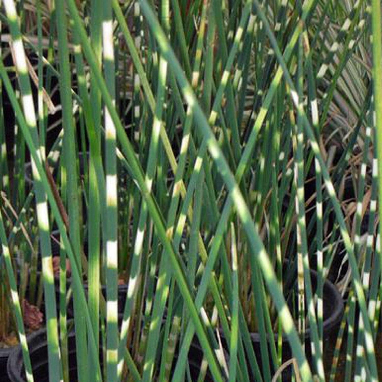 a Great Pond Plant for Your Water Garden. Filters The koi and Pond ...