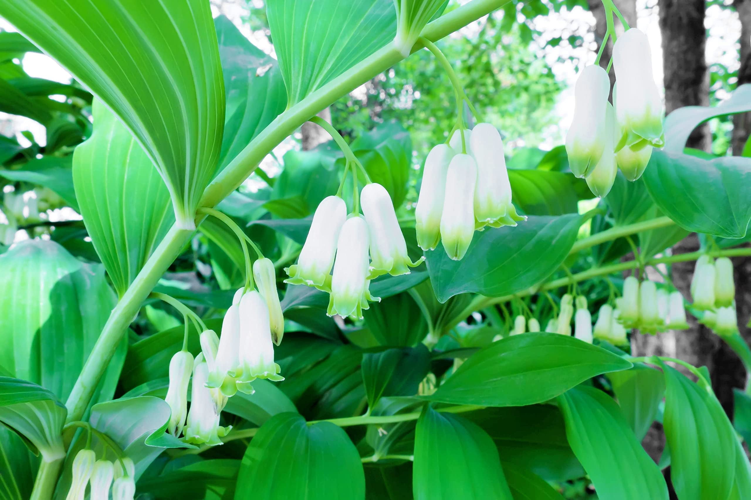 Solomons Seal Seeds for Outdoor Garden - Perennial Plant (30 Seeds ...
