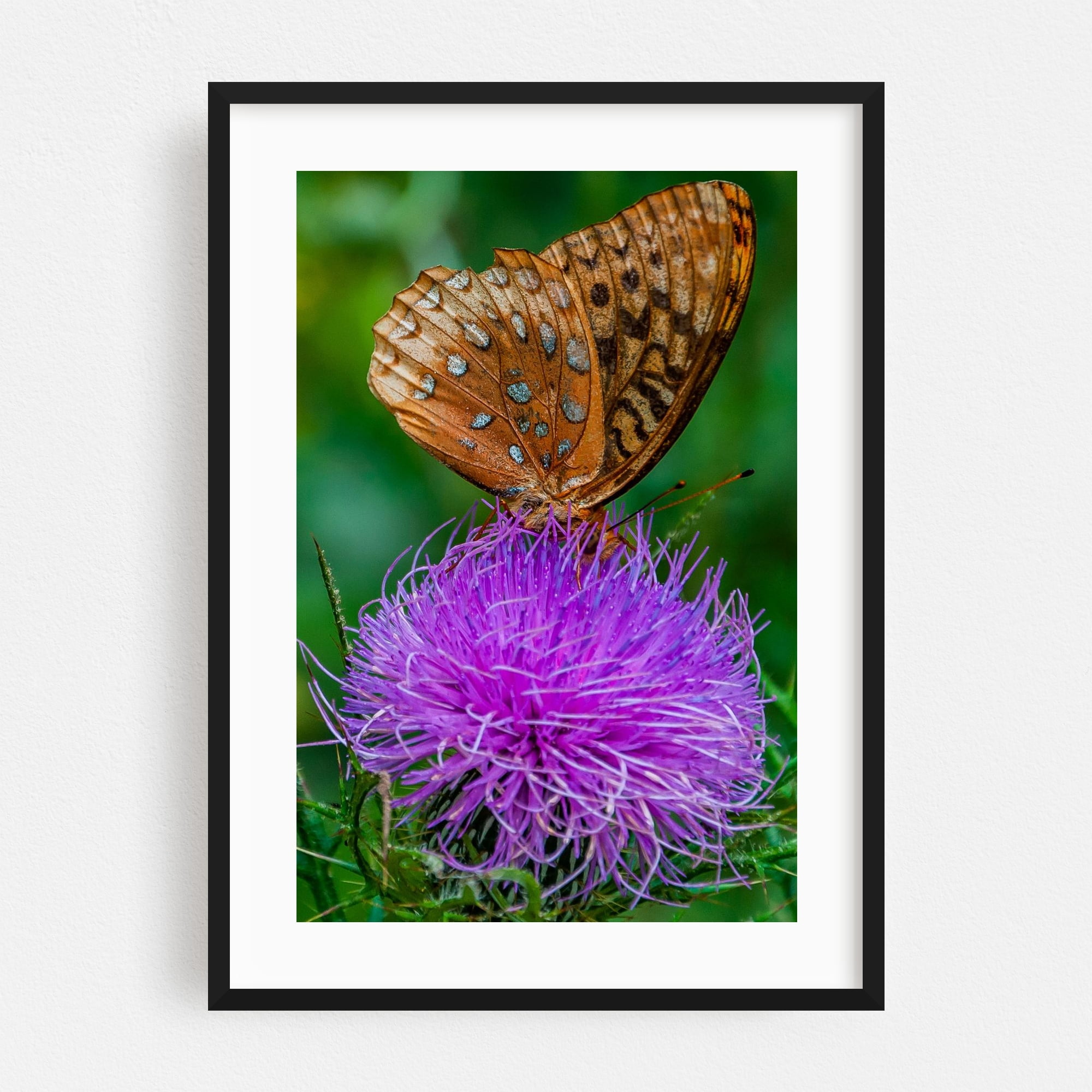 Great Spangled Fritillary Butterfly - Virginia Photography Butterfly ...