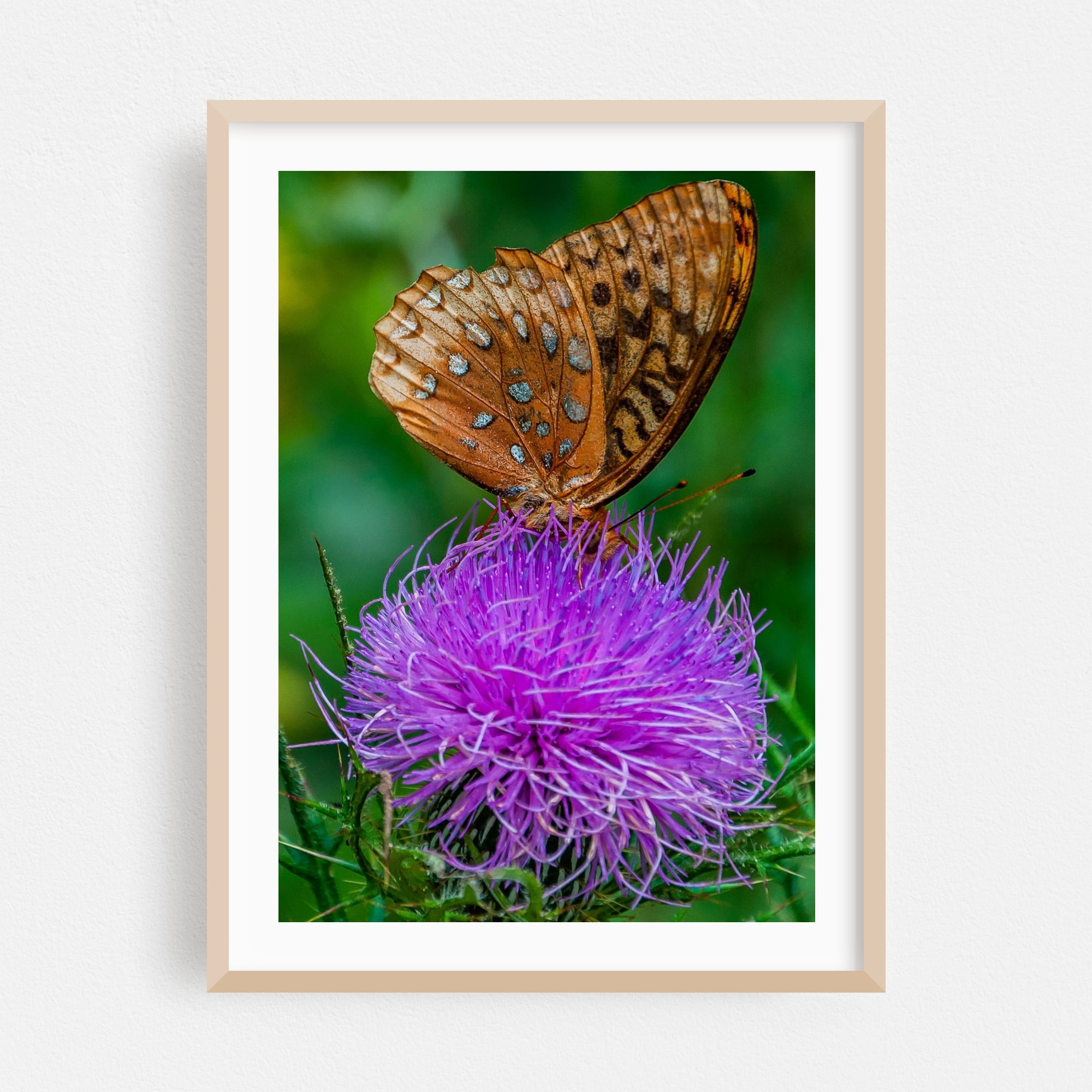 Great Spangled Fritillary Butterfly - Virginia Photography Butterfly ...