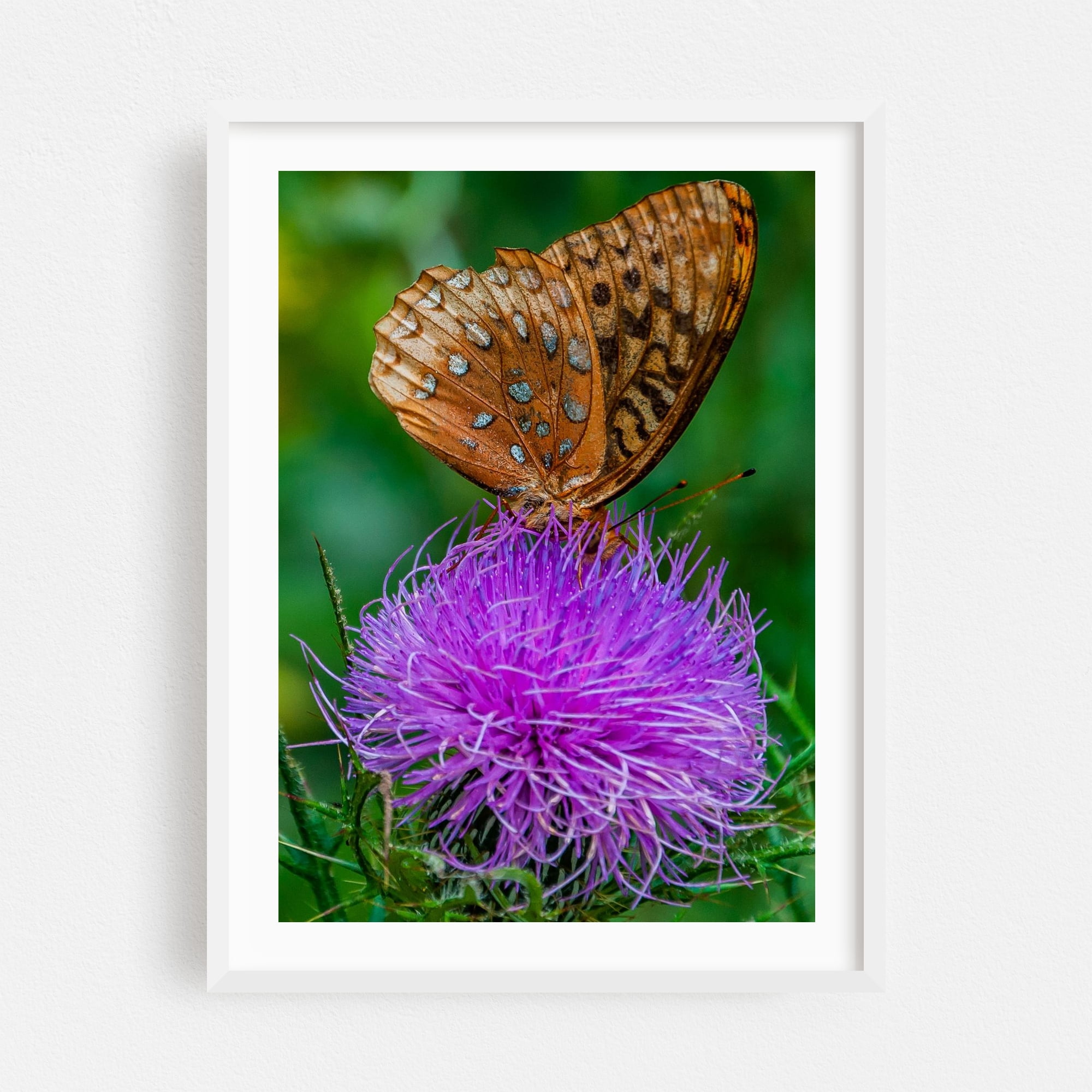 Great Spangled Fritillary Butterfly - Virginia Photography Floral ...