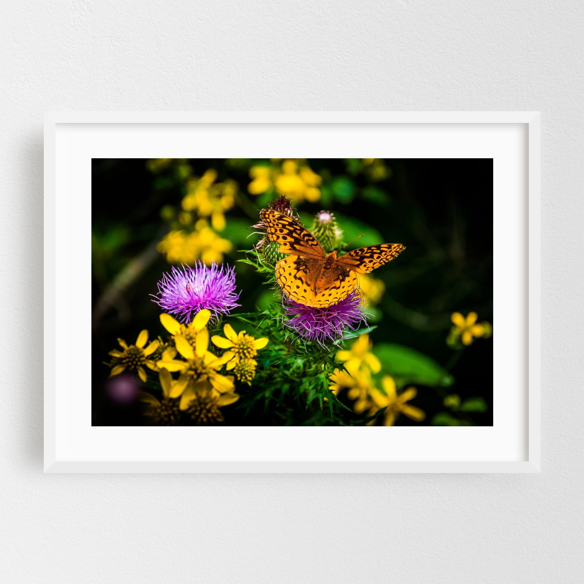 Great Spangled Fritillary Butterfly - Virginia Photography Flowers ...