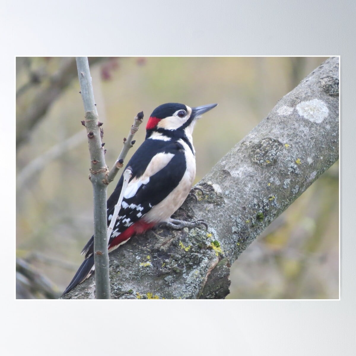 Great Spotted Woodpecker Poster Wall Art, Modern Wall Decor For Living ...