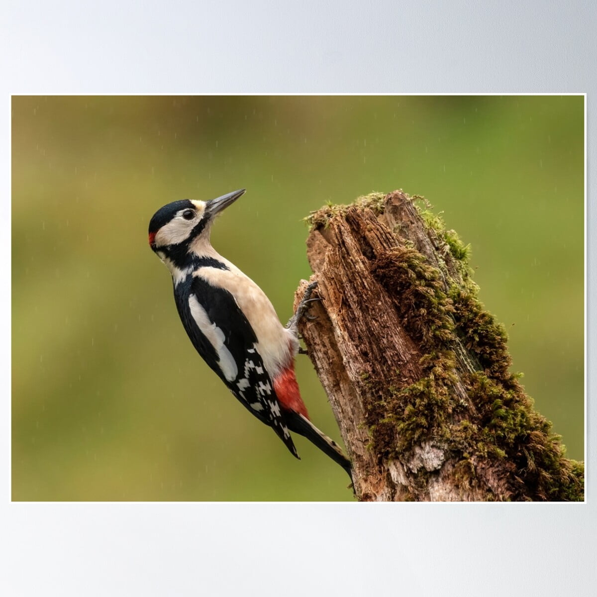 Great Spotted Woodpecker Poster Wall Art, Modern Wall Decor For Living ...
