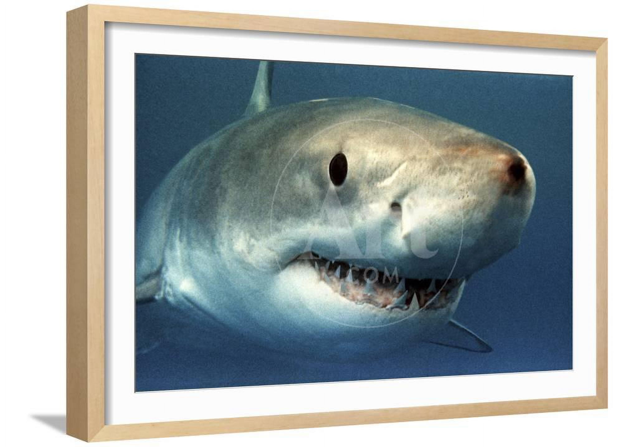 Great White Pointer Shark, Animals Framed Art Print Wall Art Sold by ...