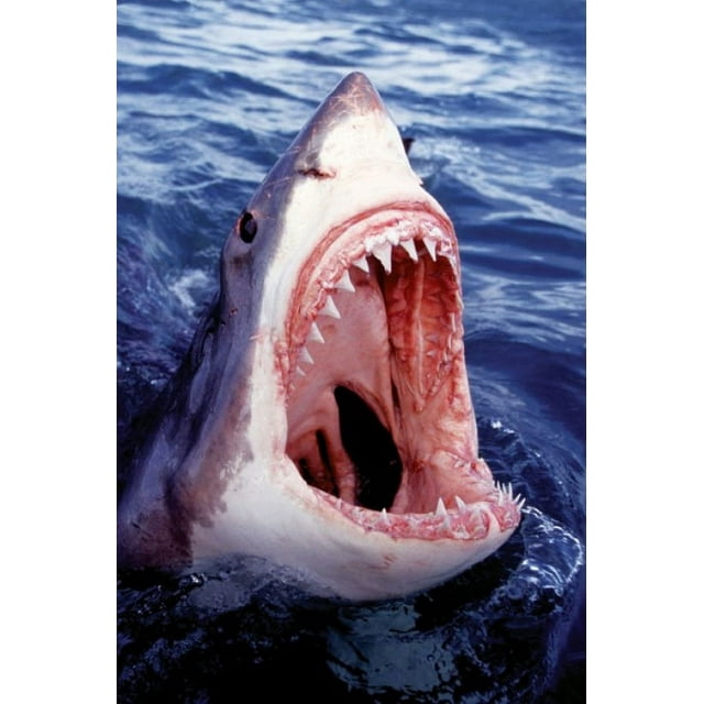 Rolled Poster Great White Shark 36" x 24" Framed Poster - Walmart.com