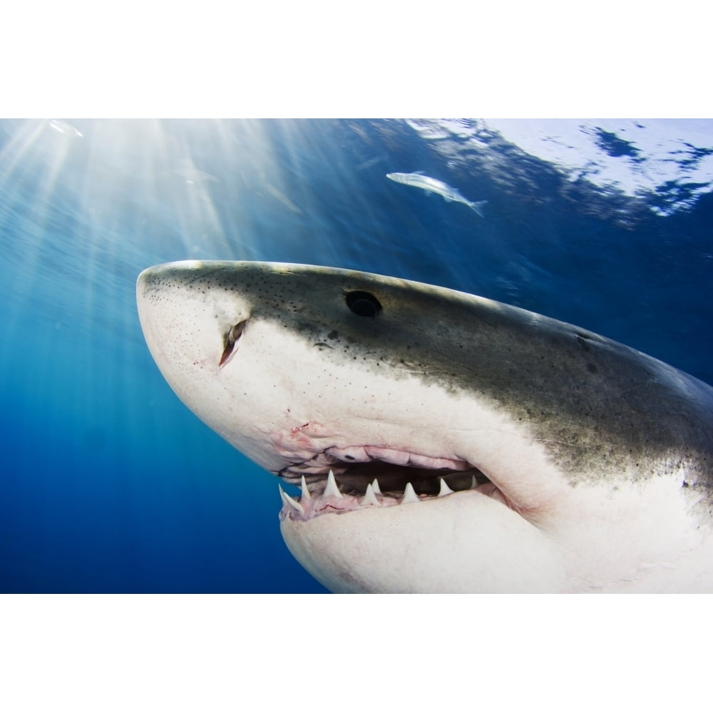 Great White Shark ; Mexico Poster Print - Walmart.com Great White Shark ; Mexico Poster Print - Walmart.com