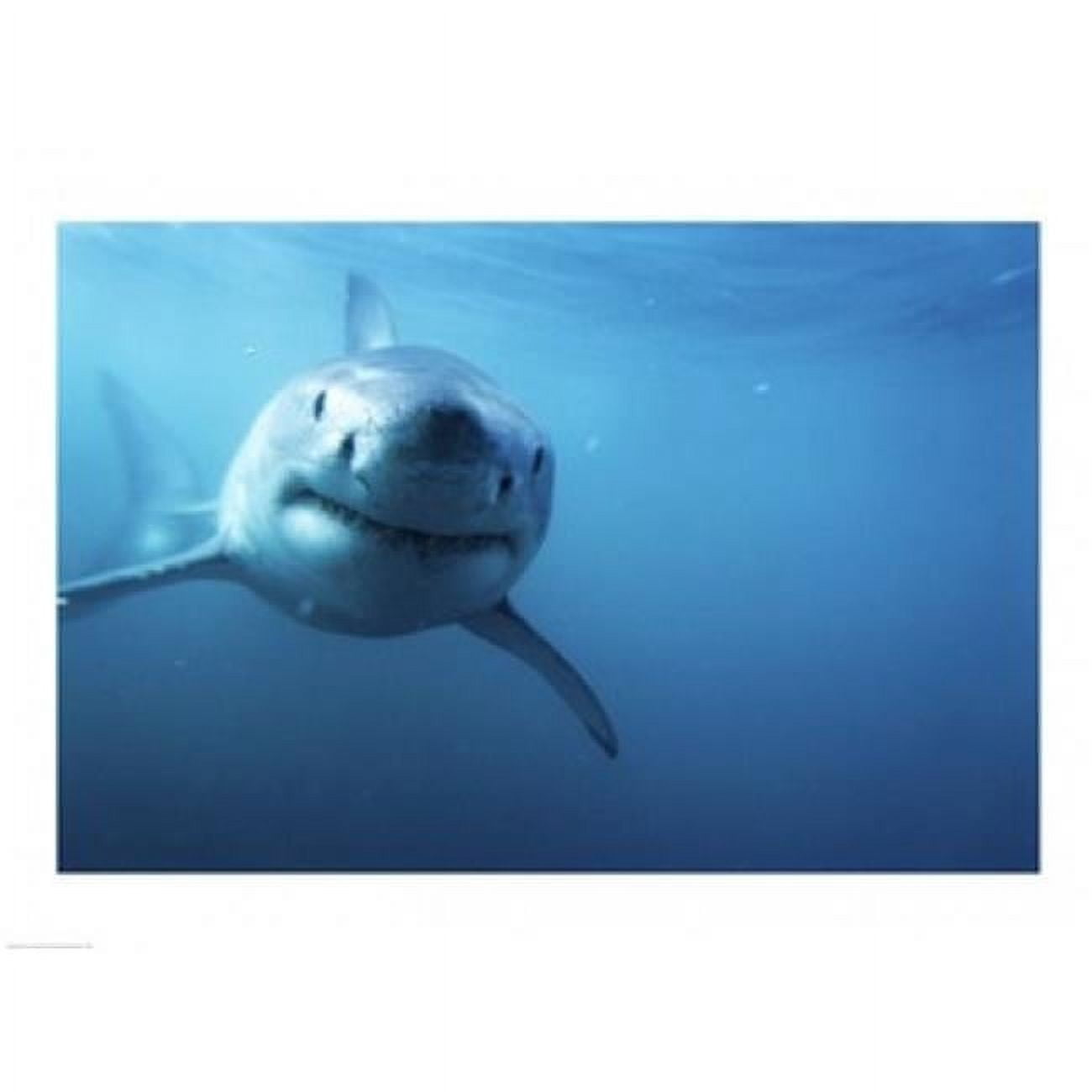 Great White Shark Poster Print - 24 x 18 - Walmart.com