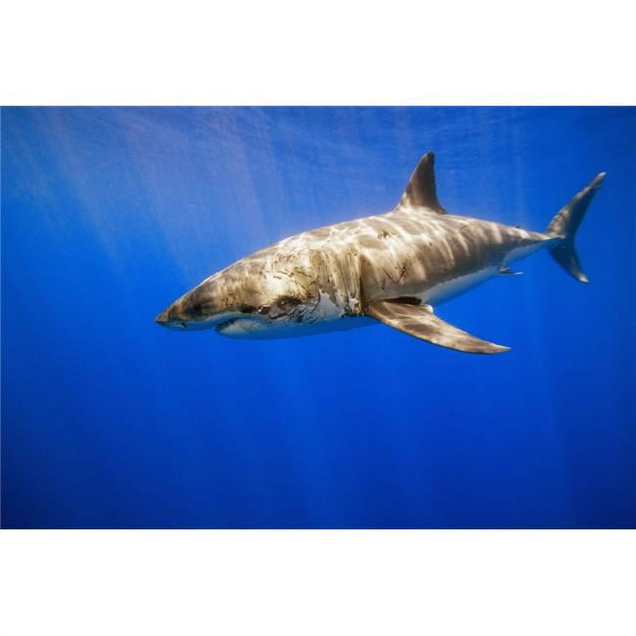 Great White Shark Poster Print by Carson Ganci, 17 x 11 - Walmart.com