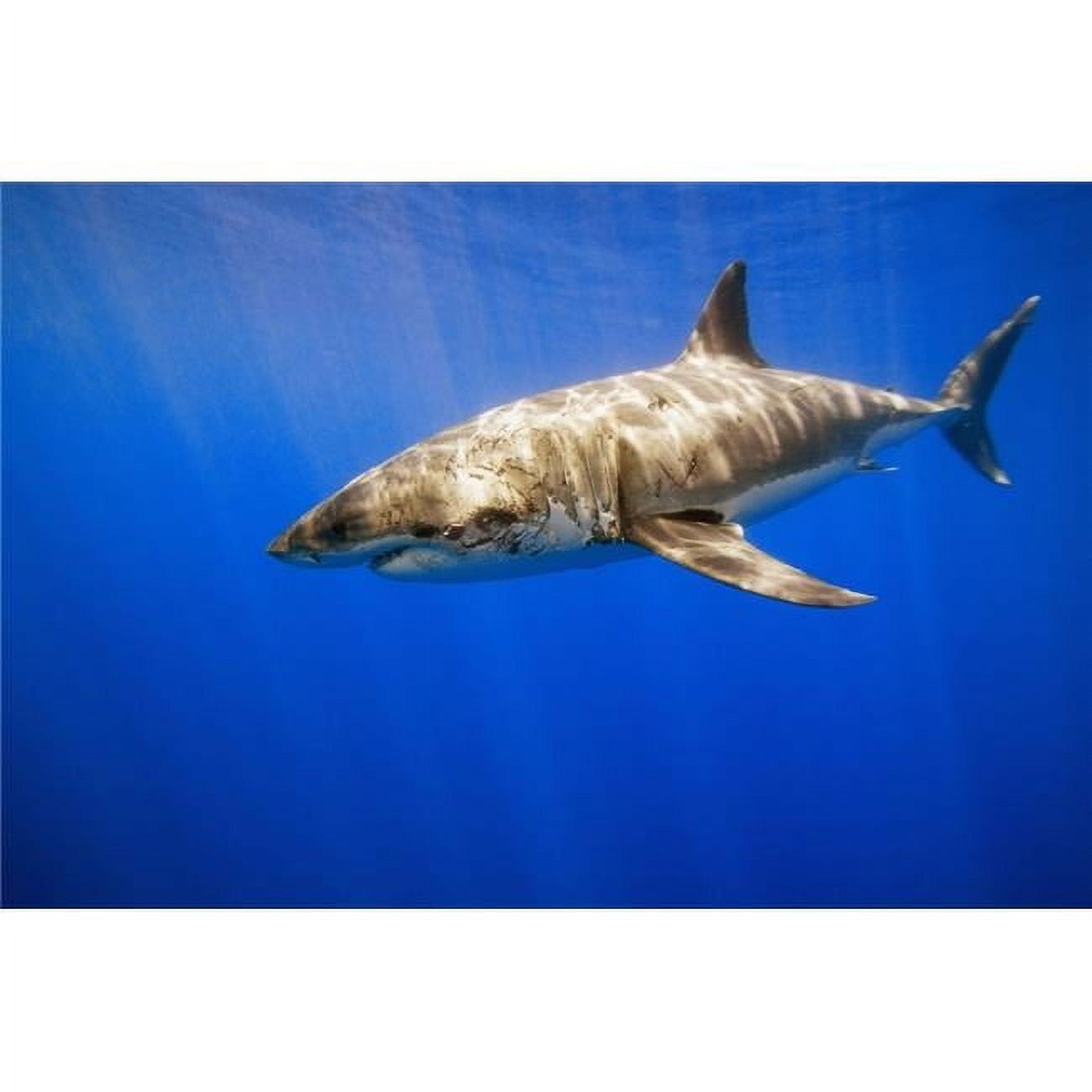 Great White Shark Poster Print by Carson Ganci, 34 x 22 - Large ...