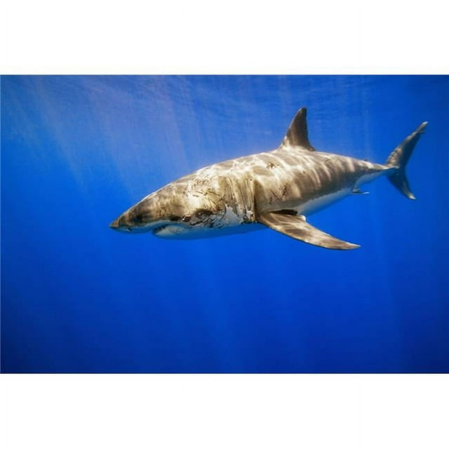 Great White Shark Poster Print by Carson Ganci, 34 x 22 - Large ...