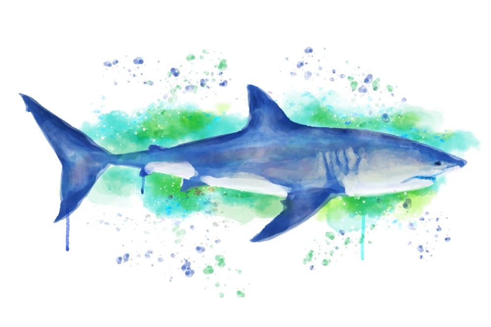 Great White Shark, Watercolor (24x36 Giclee Gallery Art Print, Vivid ...