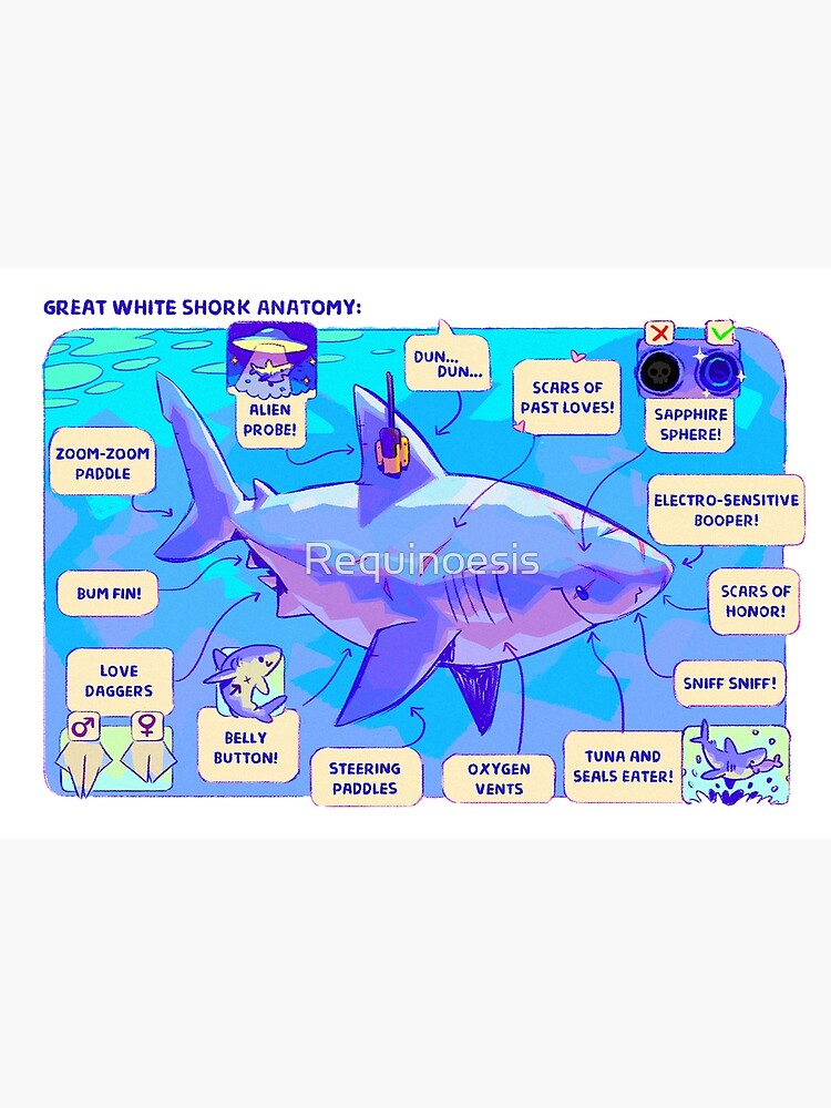 Great White Shork Anatomy Poster Framed-unframed - Walmart.com