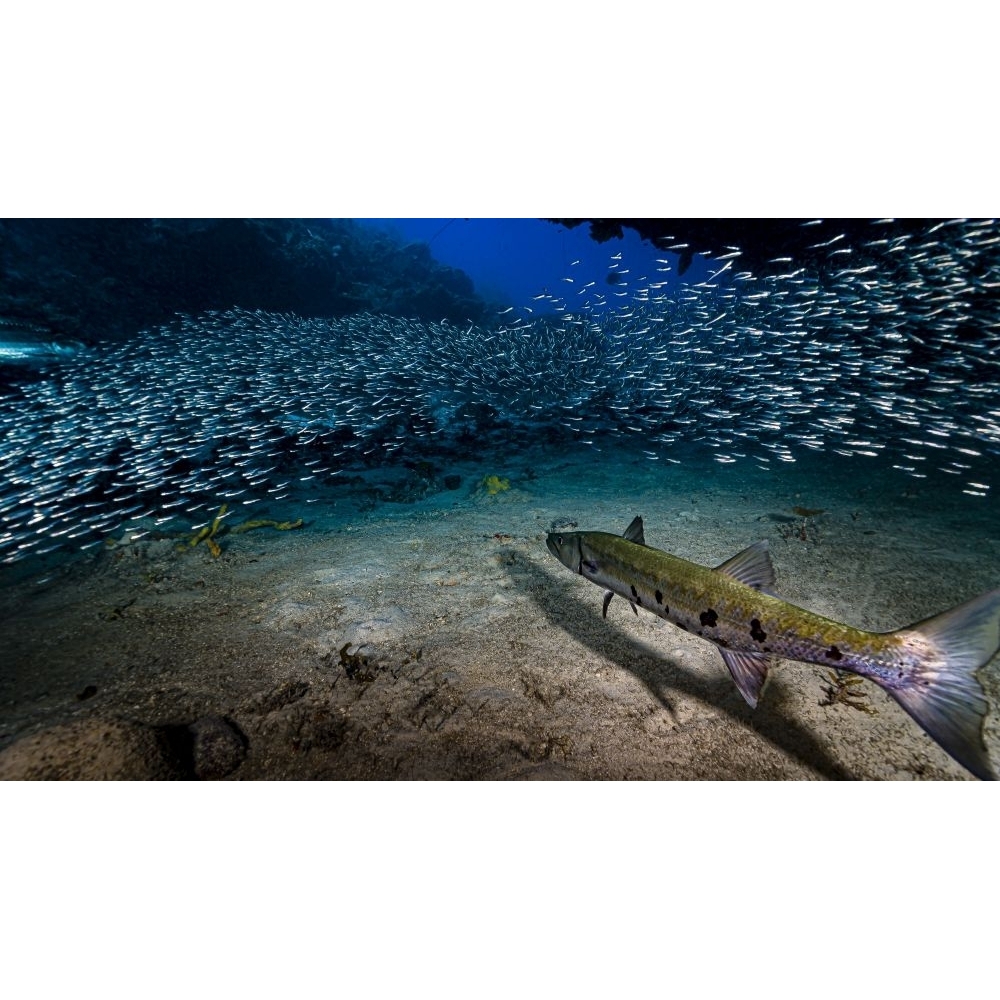 Great barracuda with silversides herrings and anchovies Cuba. Poster ...