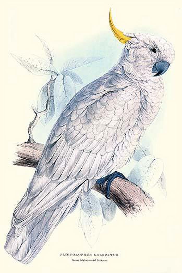 Greater Sulpher-Crested Cuckatoo - Cacatua Galerita-Fine Art Canvas ...