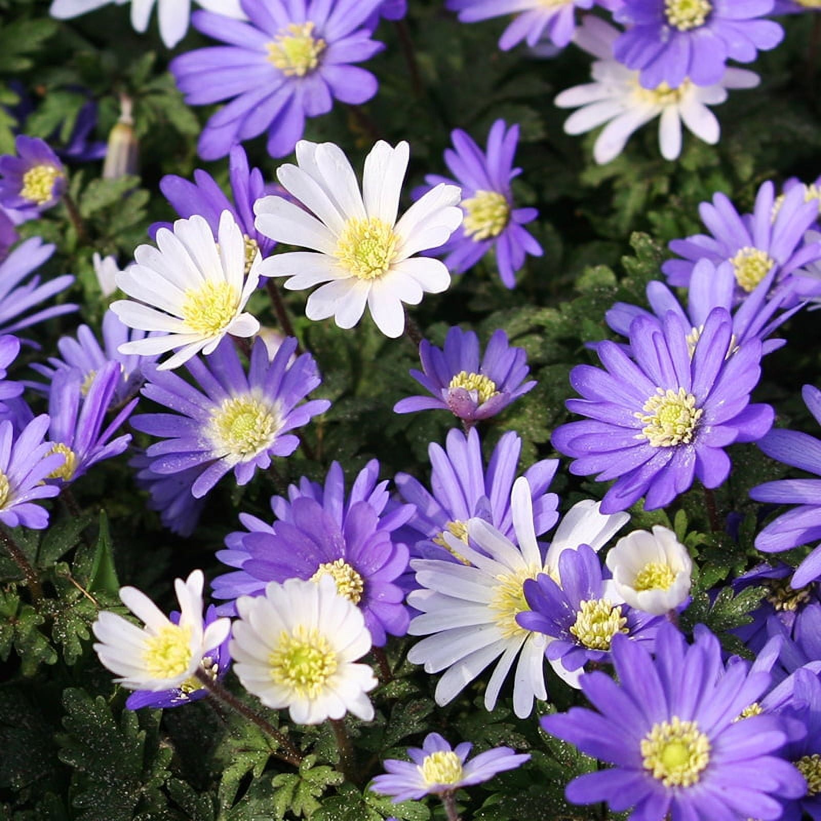 Grecian Windflower or Mixed Anemone Flower Bulbs - 10 Bulbs per Pack ...