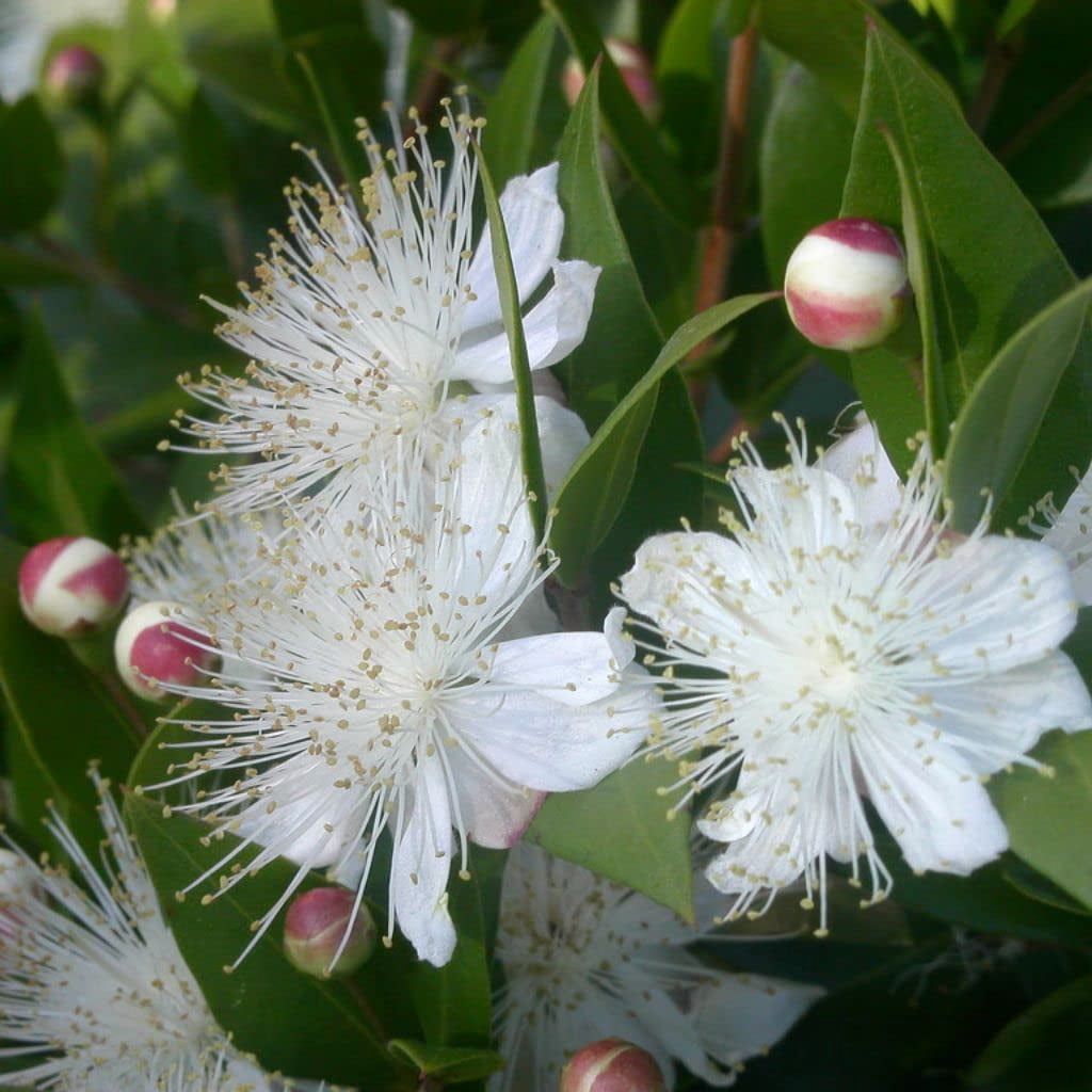 Greek Myrtle Seeds (Myrtus communis) Packet of 20 Seeds C21 - Walmart.com
