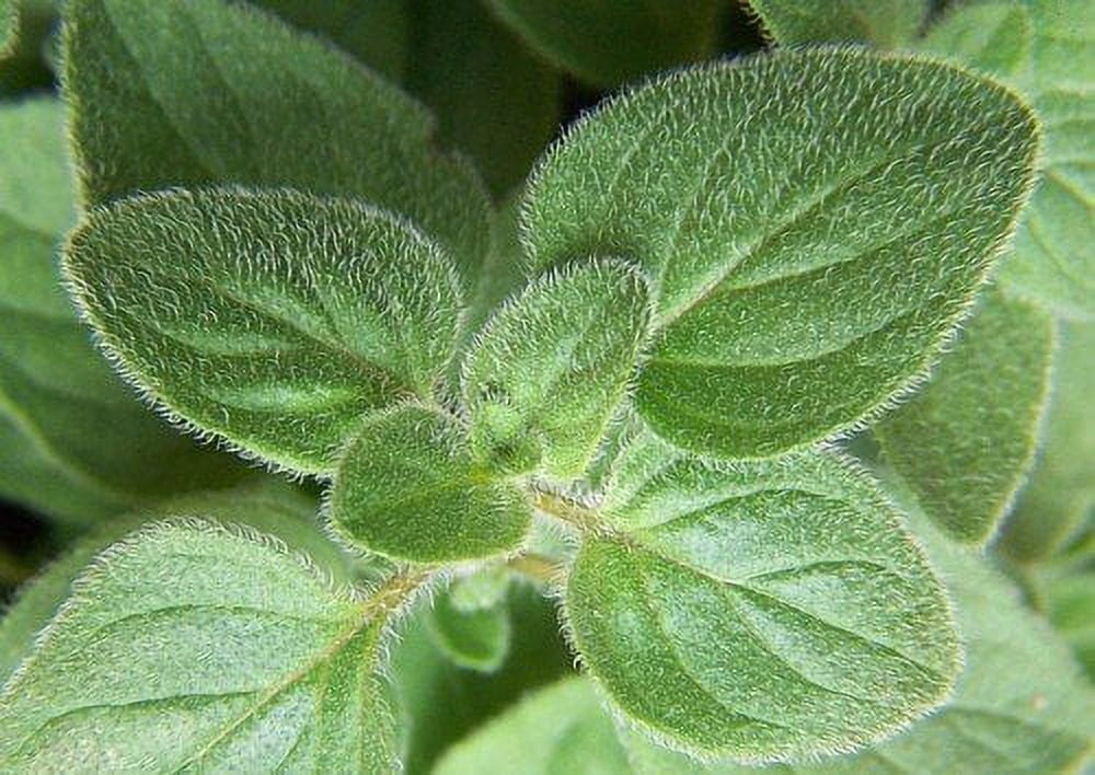 Greek Oregano Herb - Good Scents - Organum - Live Plant - 3" Pot ...