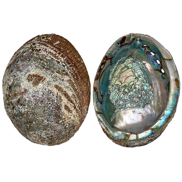 Green Abalone Natural Shell 4-5" - Walmart.com