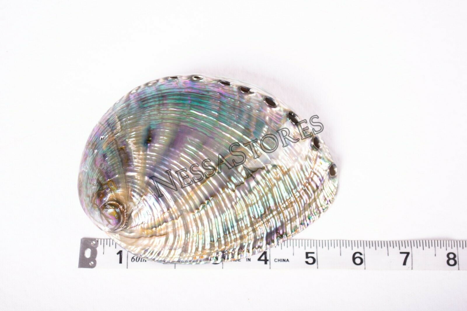 Green Abalone Sea Shell BOTH Side Polished Beach Craft 5" - 6" (1 pc) # ...