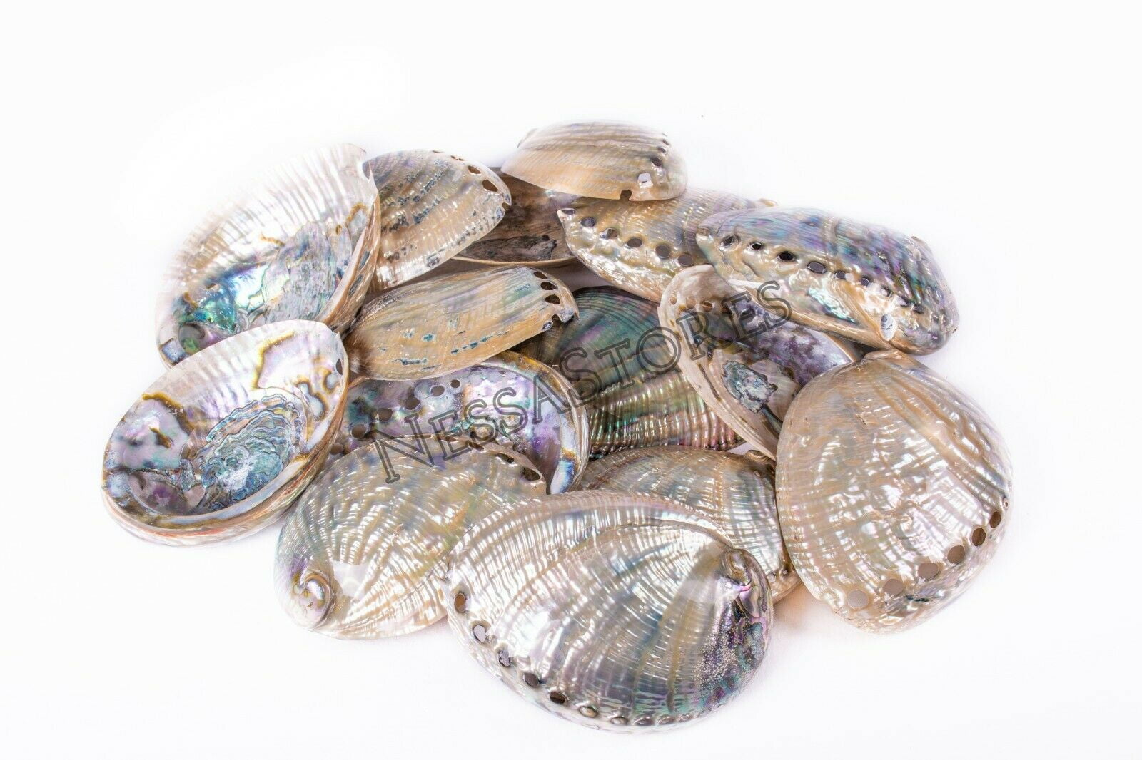 Green Abalone Sea Shell BOTH Side Polished Beach Craft 5" - 6" (15 pcs ...