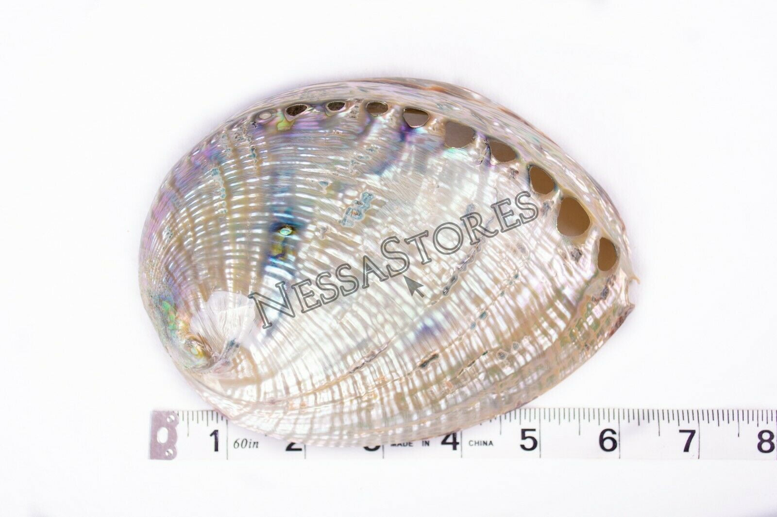 Green Abalone Sea Shell BOTH Side Polished Beach Craft 6" - 7" (1 pc) # ...