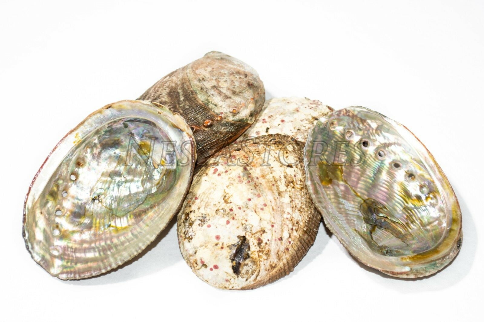 Green Abalone Sea Shell One Side Polished Beach Craft 3" - 4" (5 pcs) # ...