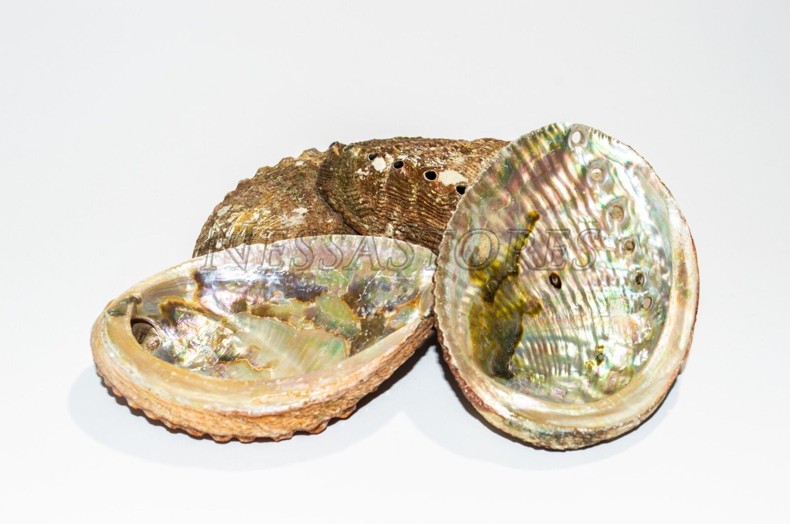 Green Abalone Sea Shell One Side Polished Beach Craft 4" - 5" (2 pcs) # ...
