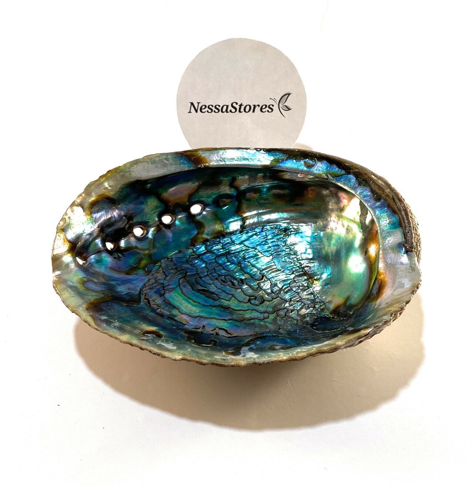 NessaStores- Green Abalone Sea Shell One Side Polished Beach Craft 6 ...