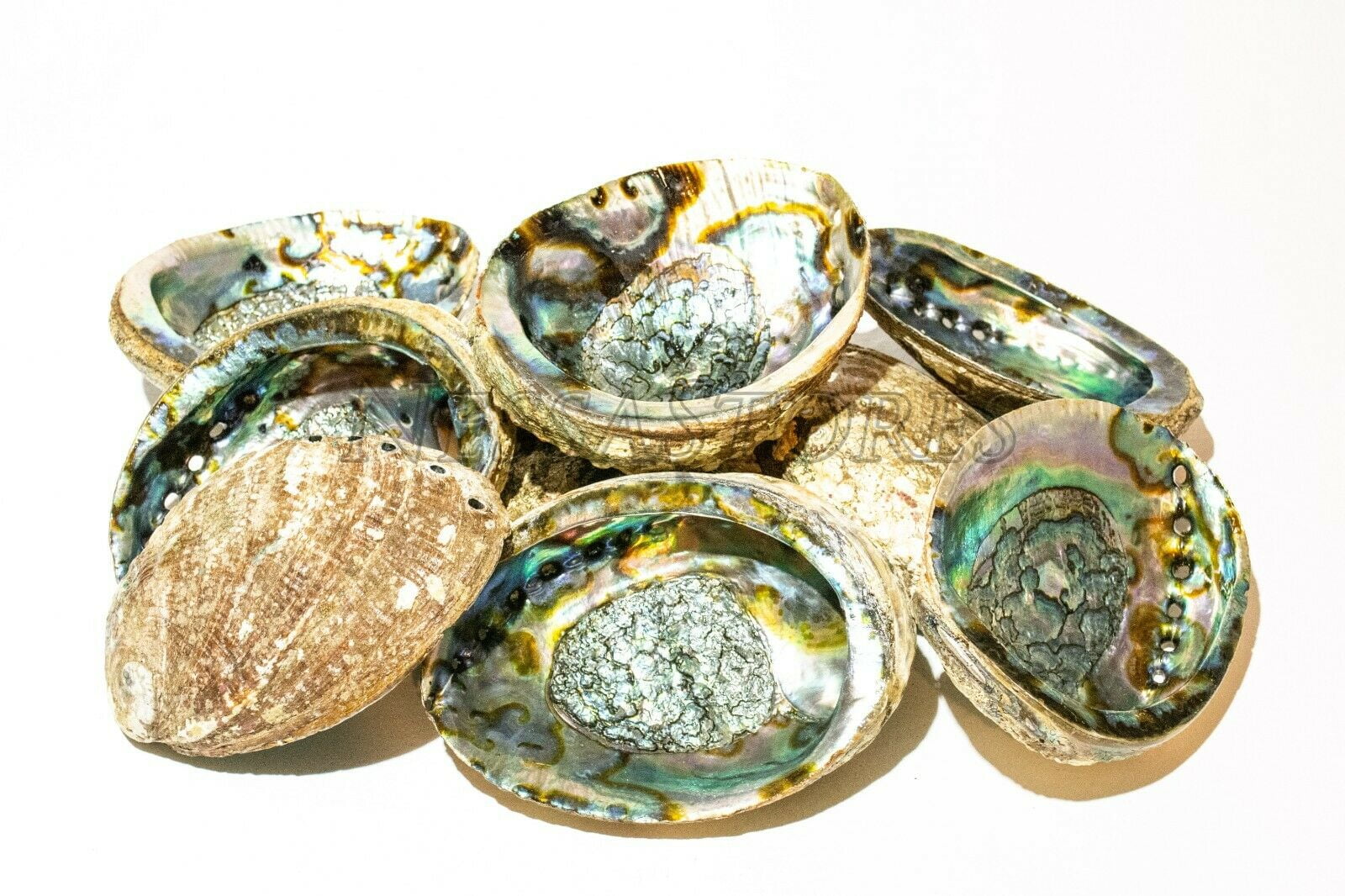 Green Abalone Sea Shell One Side Polished Beach Craft 6" - 7" (18 pcs ...