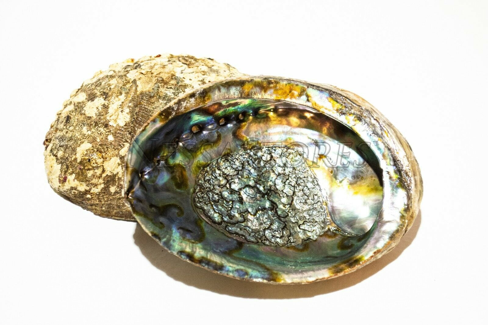 Green Abalone Sea Shell One Side Polished Beach Craft 6-7"(2 pcs)#JC-18 ...
