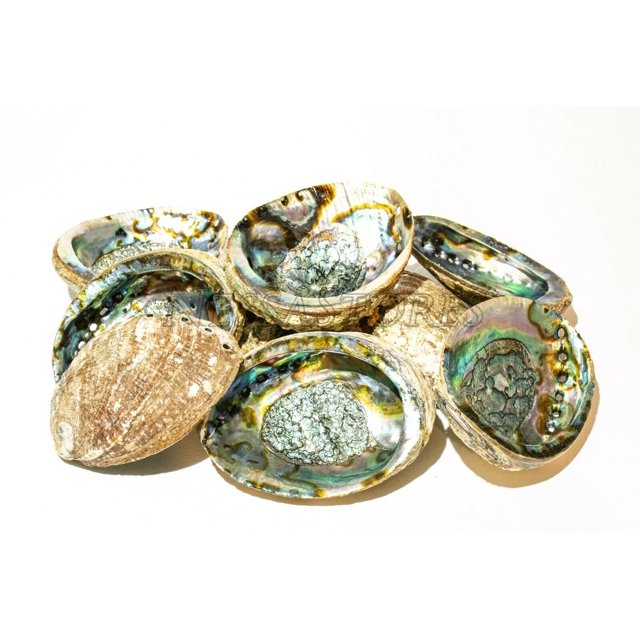 Green Abalone Sea Shell One Side Polished Beach Craft 7" - 8" (11 pcs)#JC-19 - Walmart.com
