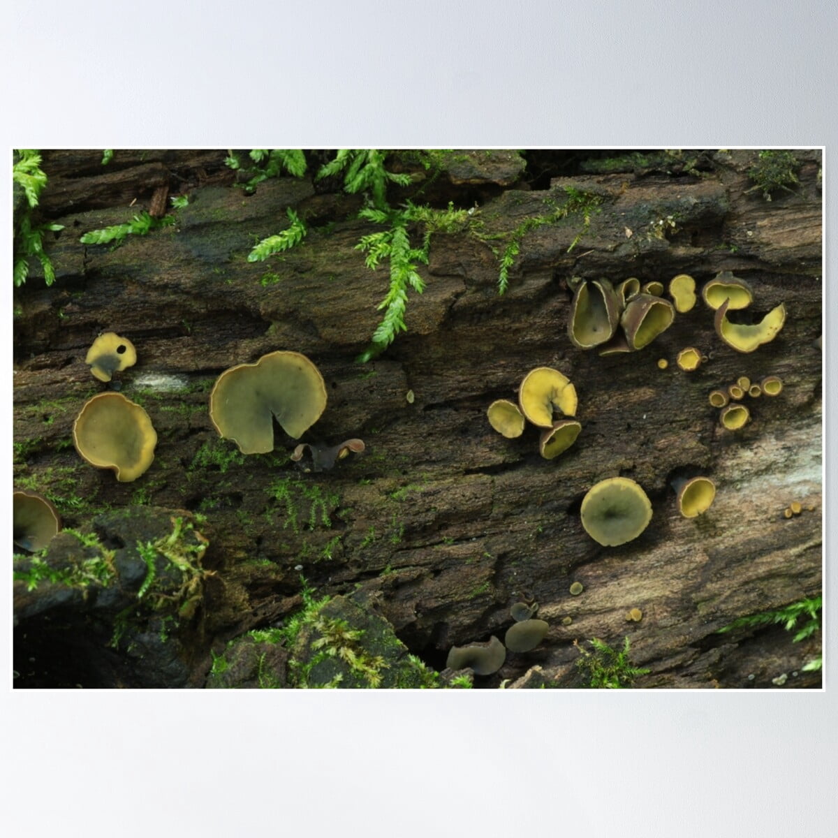 Green And Yellow Cup Fungi On A Mossy Log Poster Wall Art, Modern Wall ...