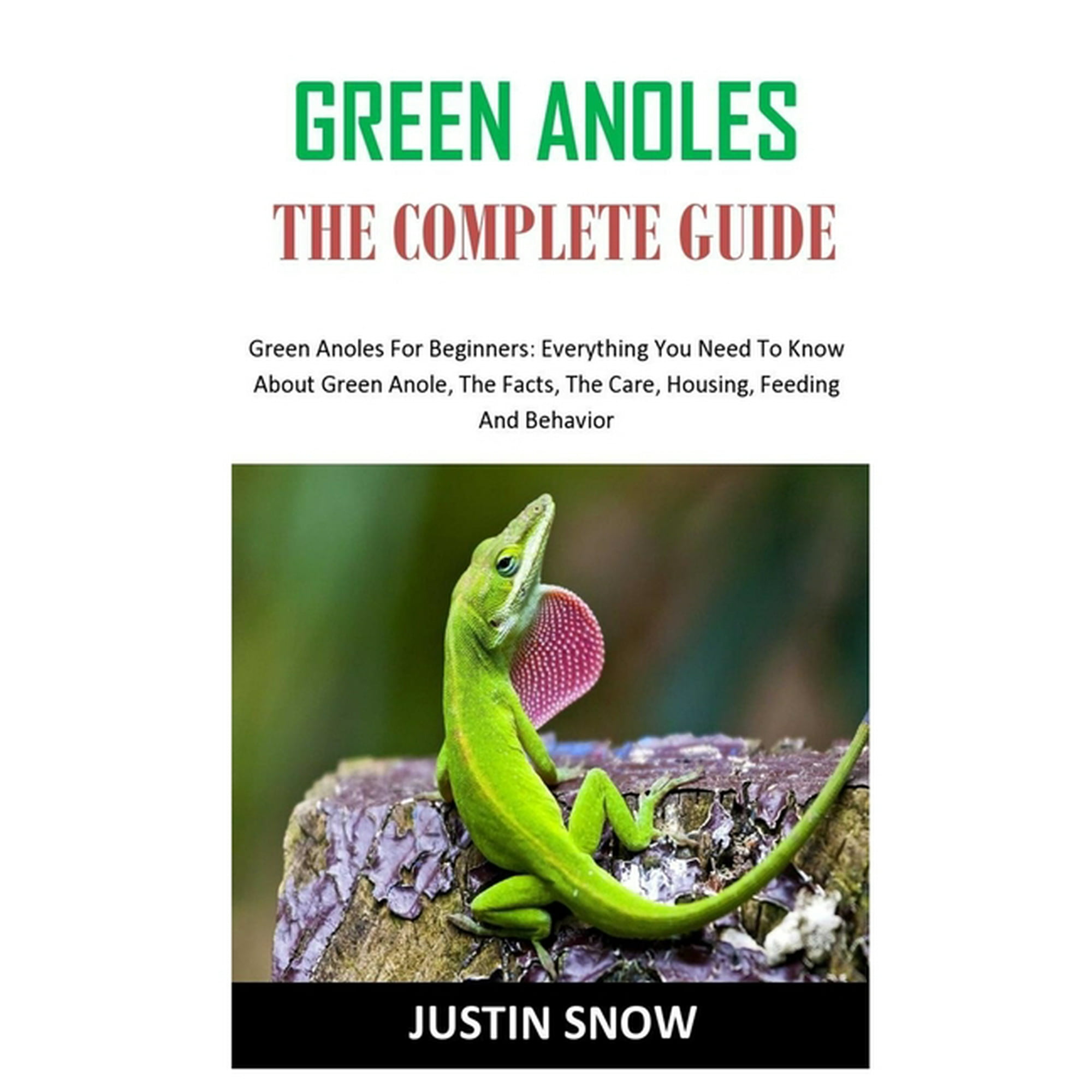 Green Anole Care